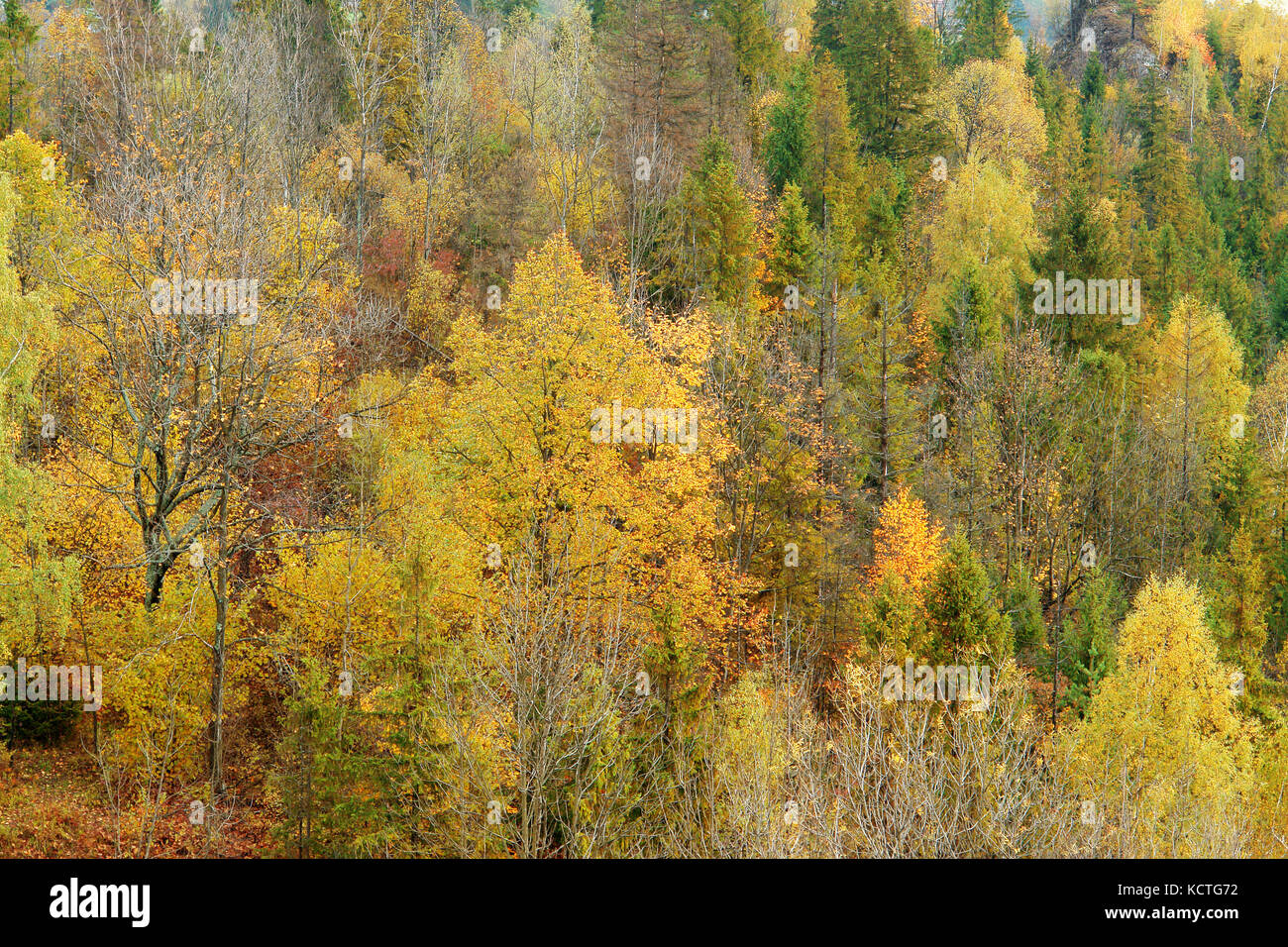 Background of deciduous and coniferous forest in fall colors Stock ...