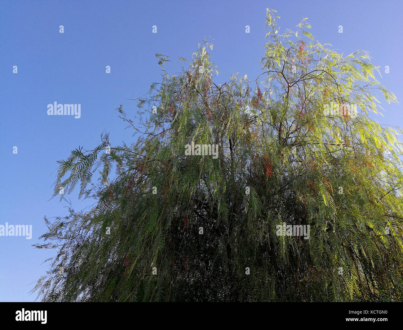 tree of peruvian pepper at sunset Stock Photo - Alamy