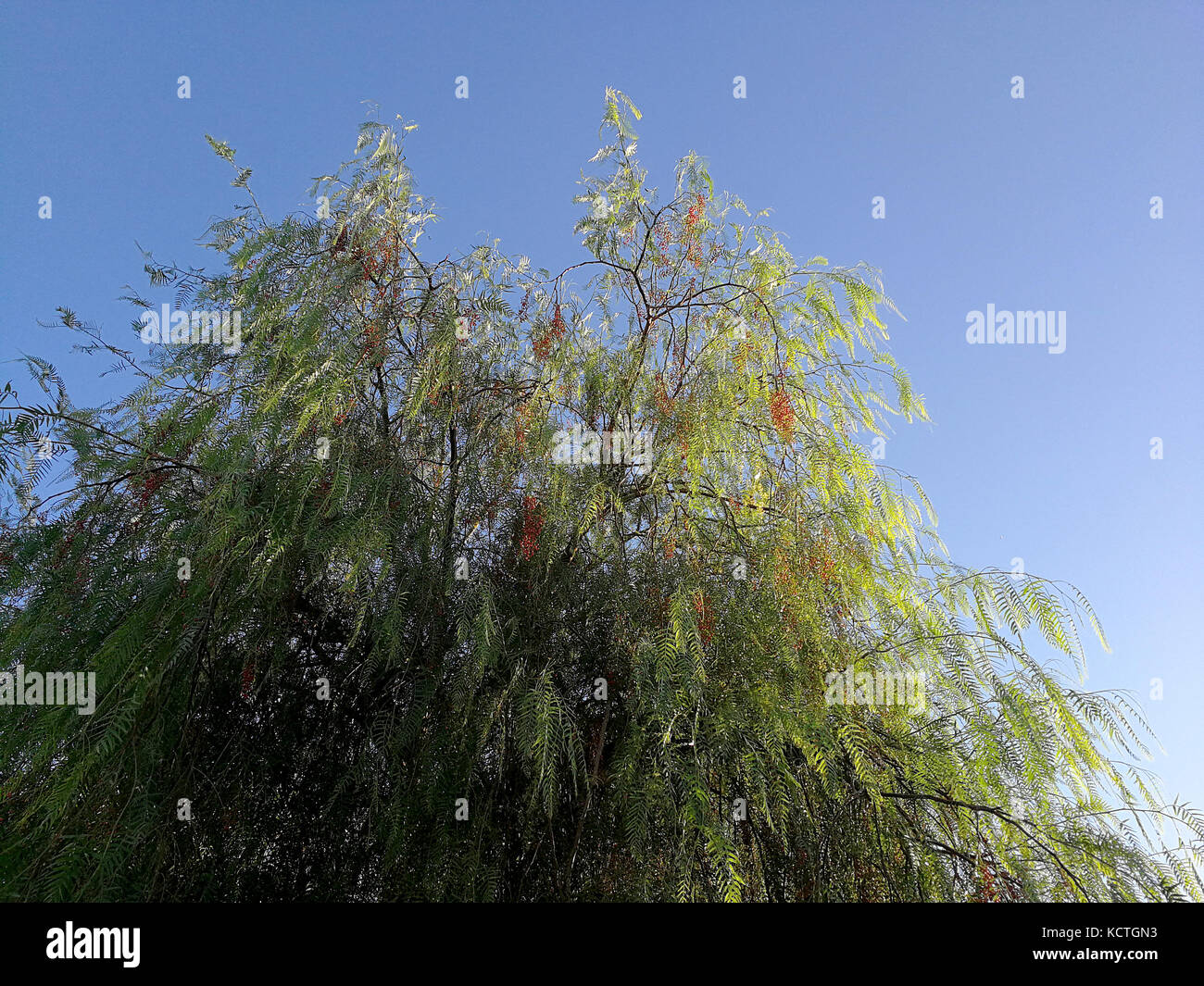 tree of peruvian pepper at sunset Stock Photo - Alamy