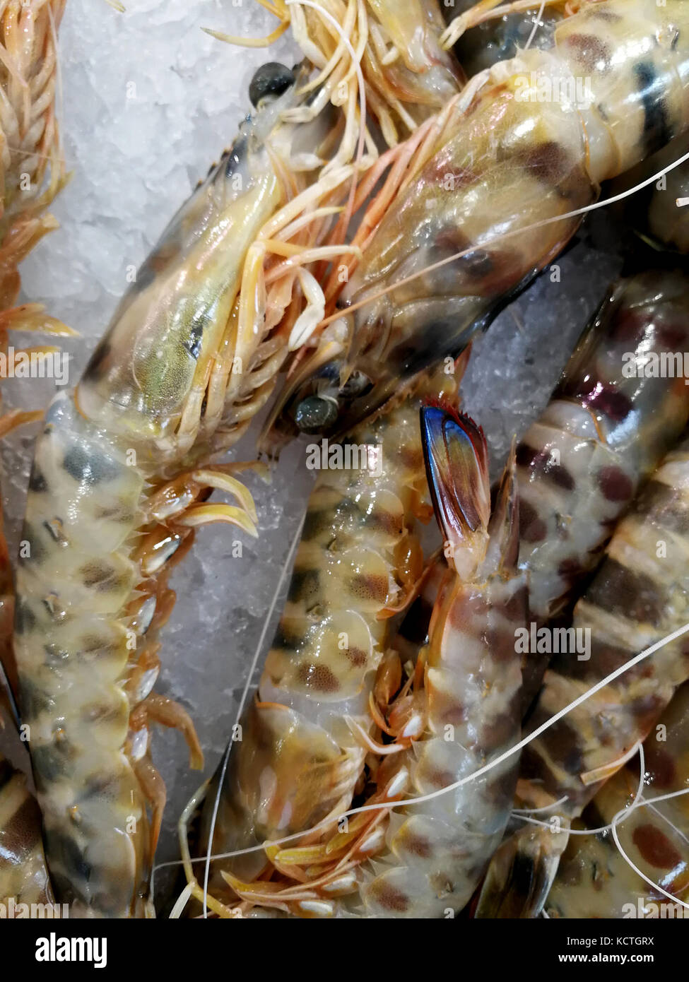 fresh shrimp at market Stock Photo - Alamy