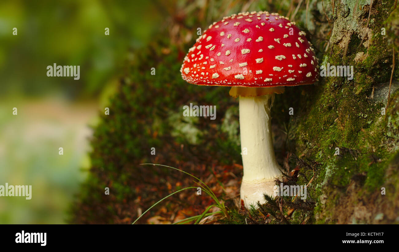 Green Toadstool High Resolution Stock Photography and Images - Alamy