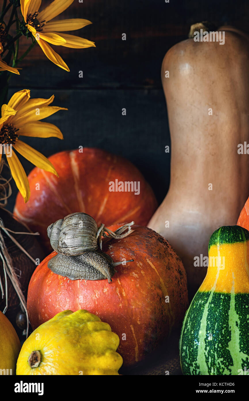 Ripe large beautiful yellow pumpkin hi-res stock photography and images ...