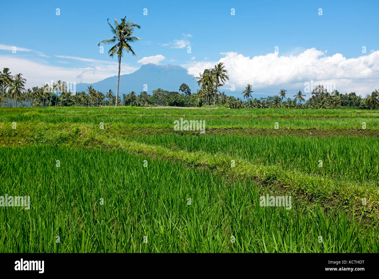 Landscape on Java Indonesia with rice fields in Asia Stock Photo - Alamy