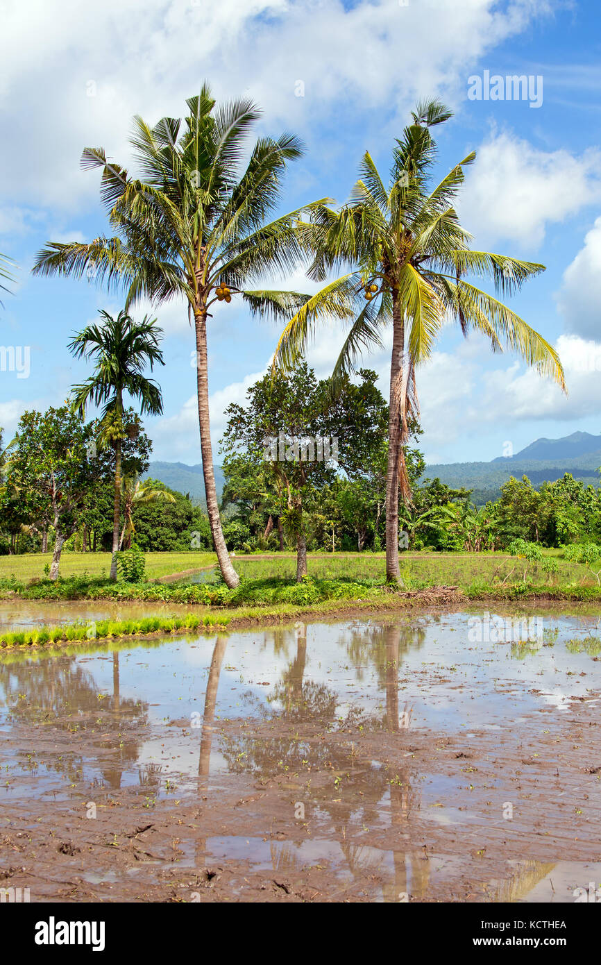 Tropical landscape on Java Indonesia Asia Stock Photo - Alamy