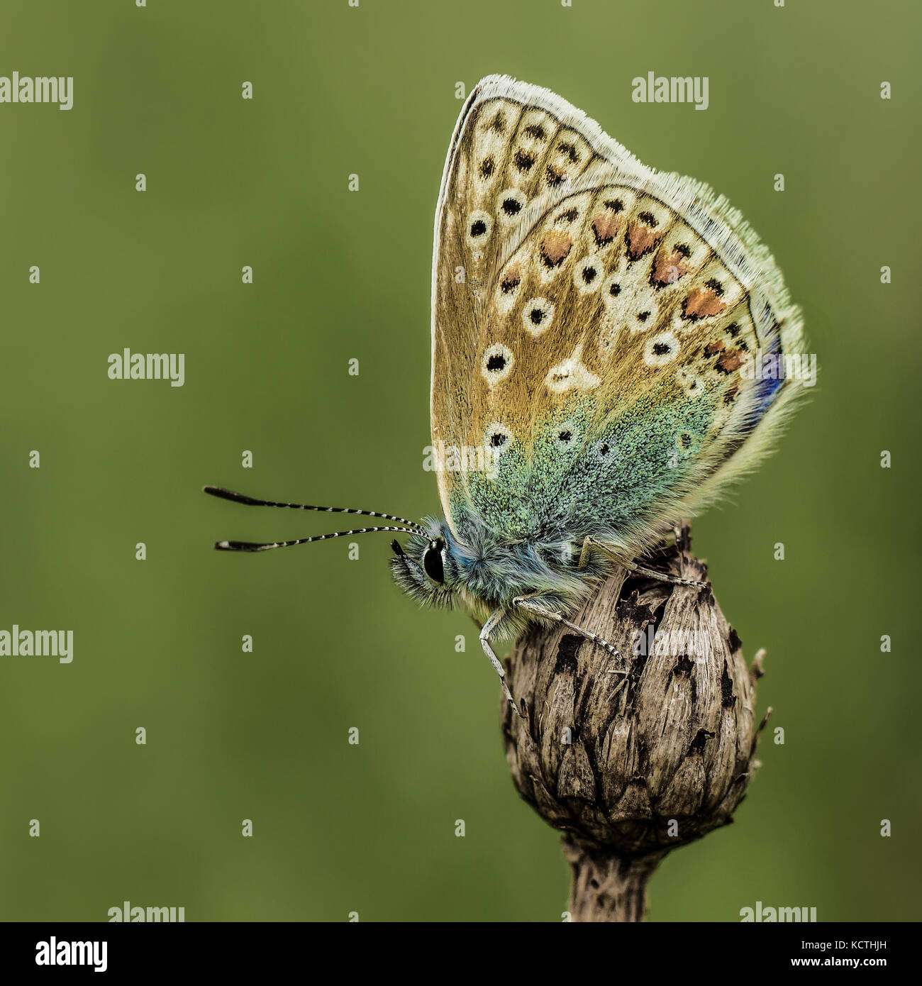 Female Common Blue Stock Photo - Alamy