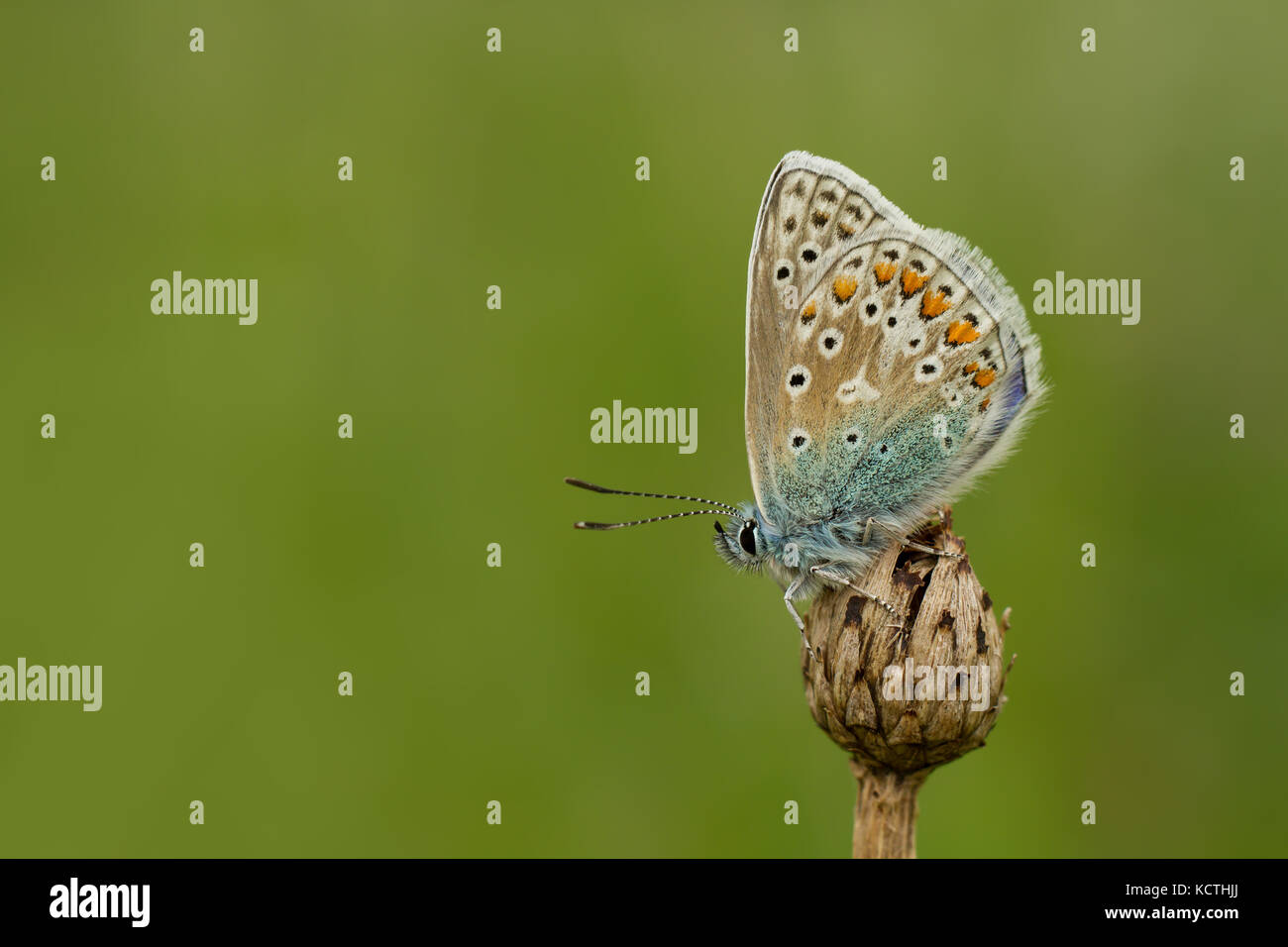 Female butterfly hi-res stock photography and images - Alamy