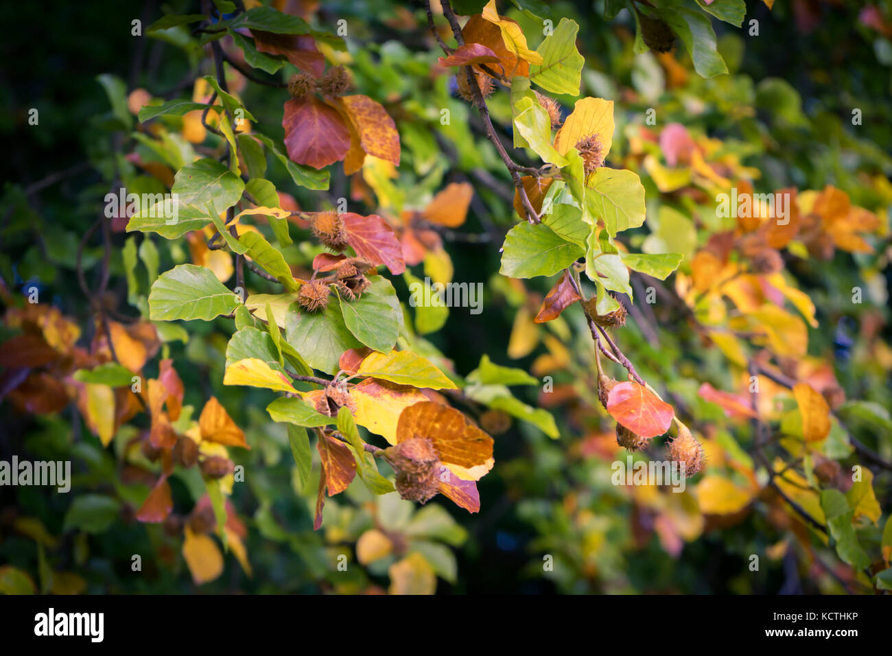 Leaves in trees during early autumn Stock Photo - Alamy
