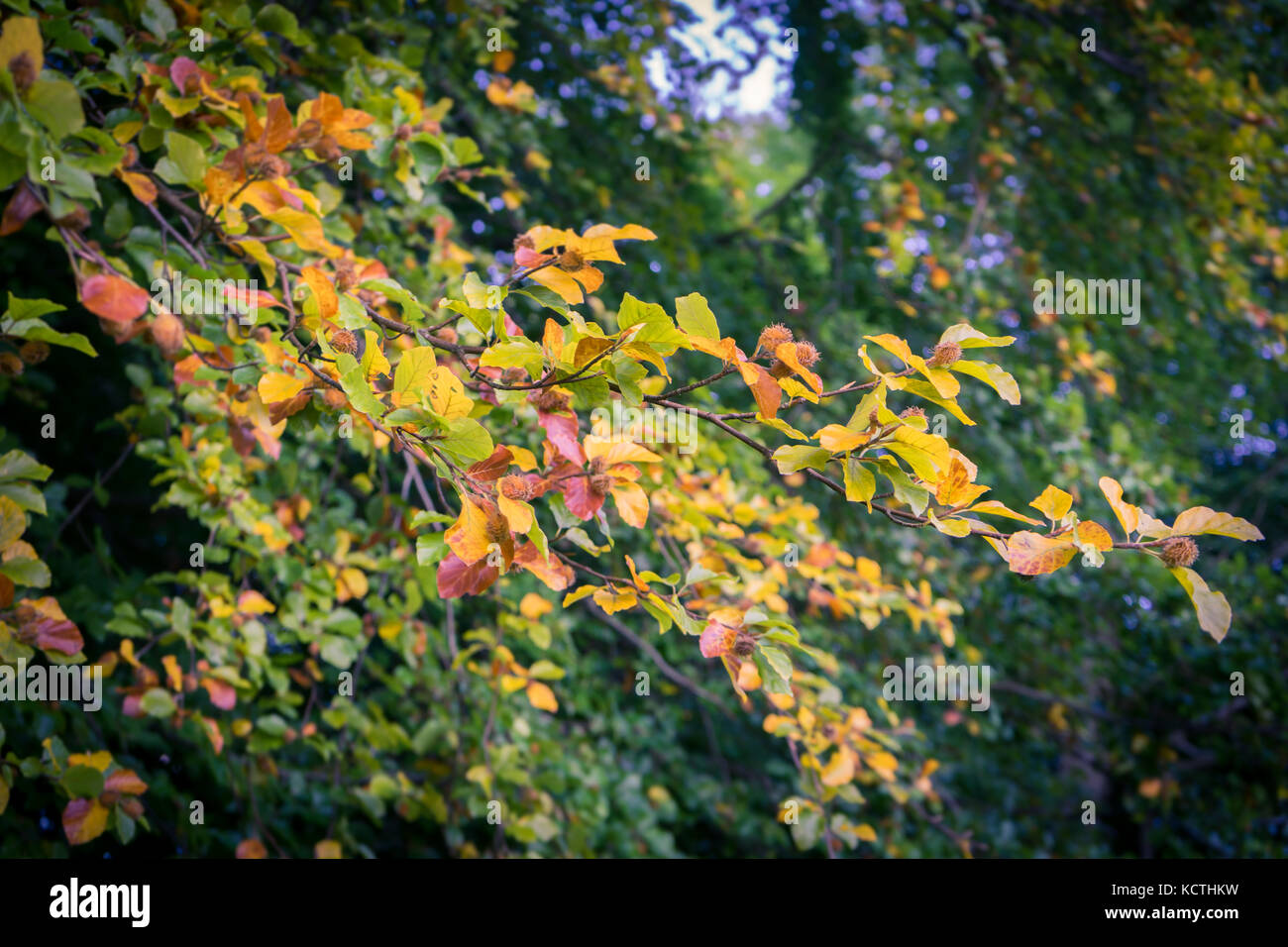 Leaves in trees during early autumn Stock Photo - Alamy