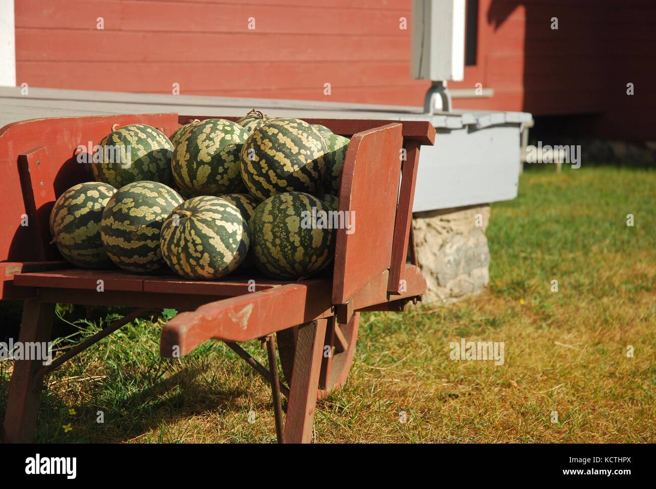 Fresh harvest of Citron Watermelon in a rustic red wheelbarrow Stock ...