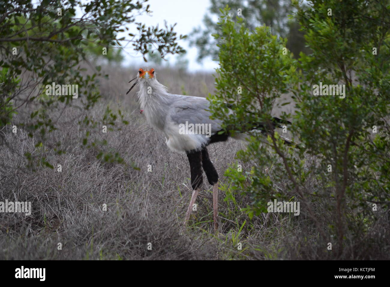 A Secretary Bird Stock Photo - Alamy