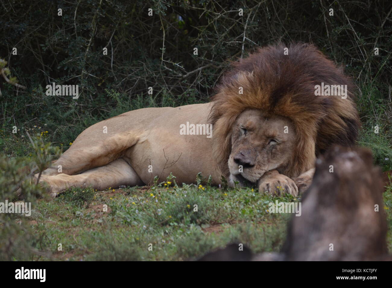 Africanmane hi-res stock photography and images - Alamy