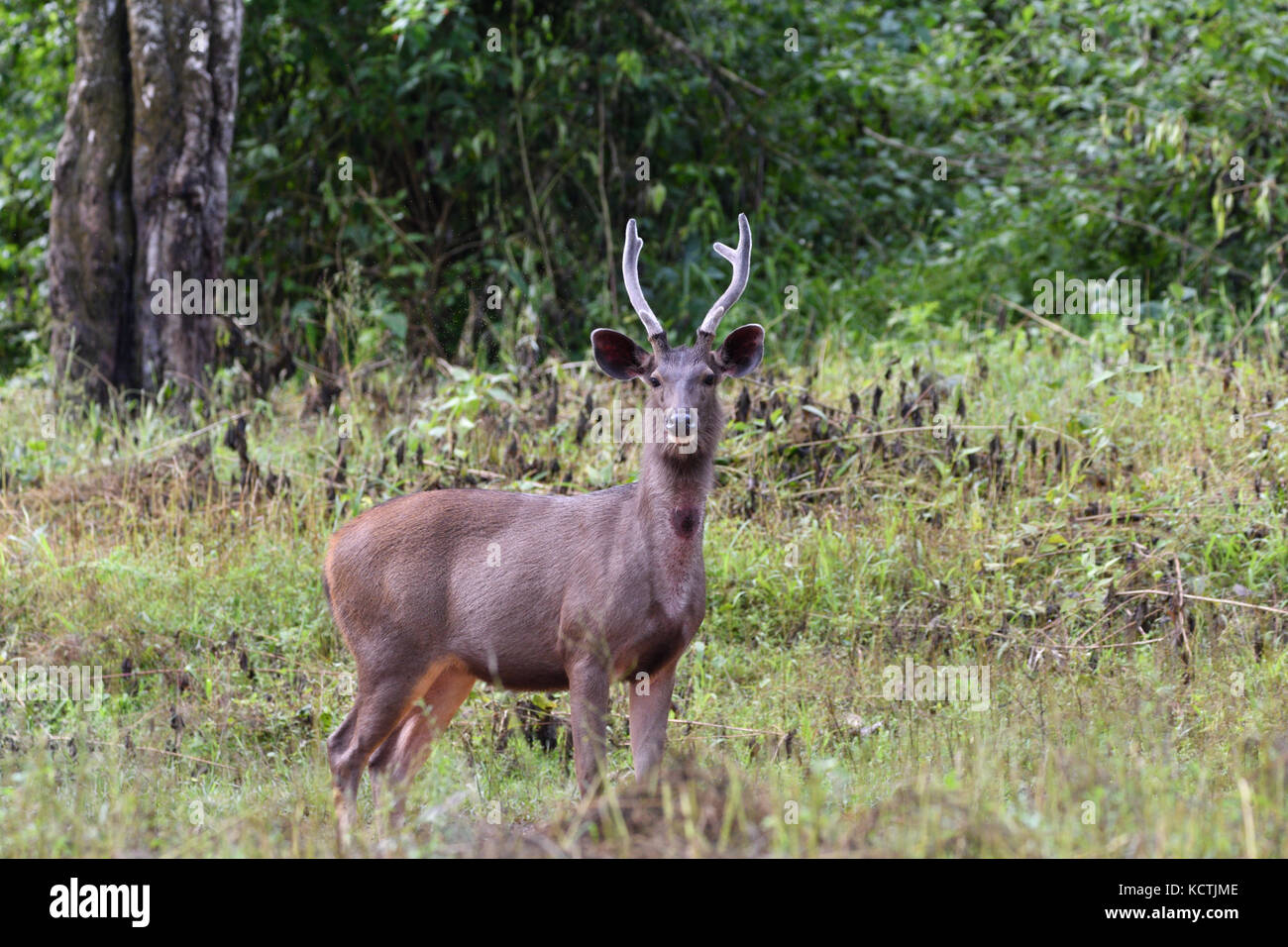 Male Sambar Deer Stock Photo - Alamy