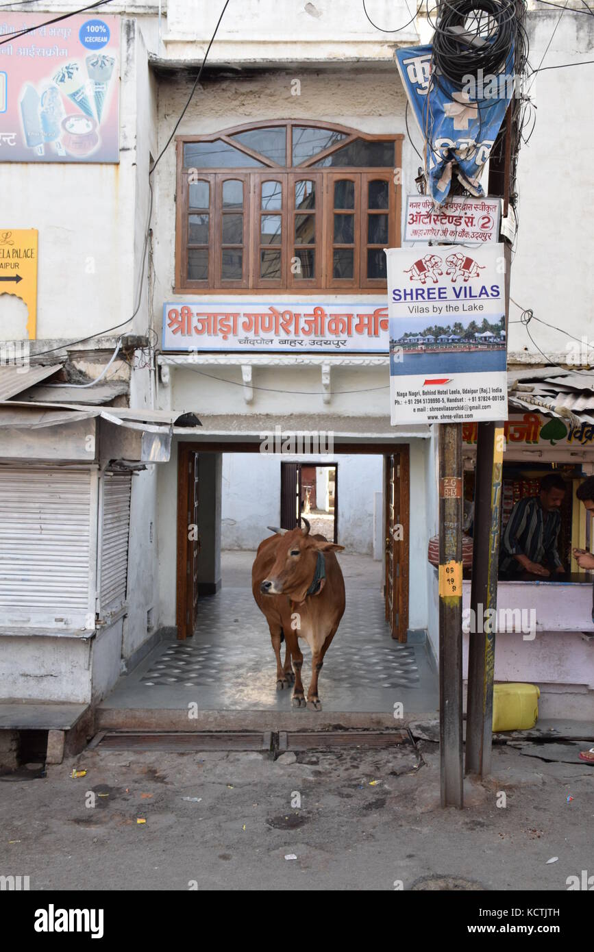 Cow walking on the street in Udaipur, Rajasthan - India Stock Photo - Alamy