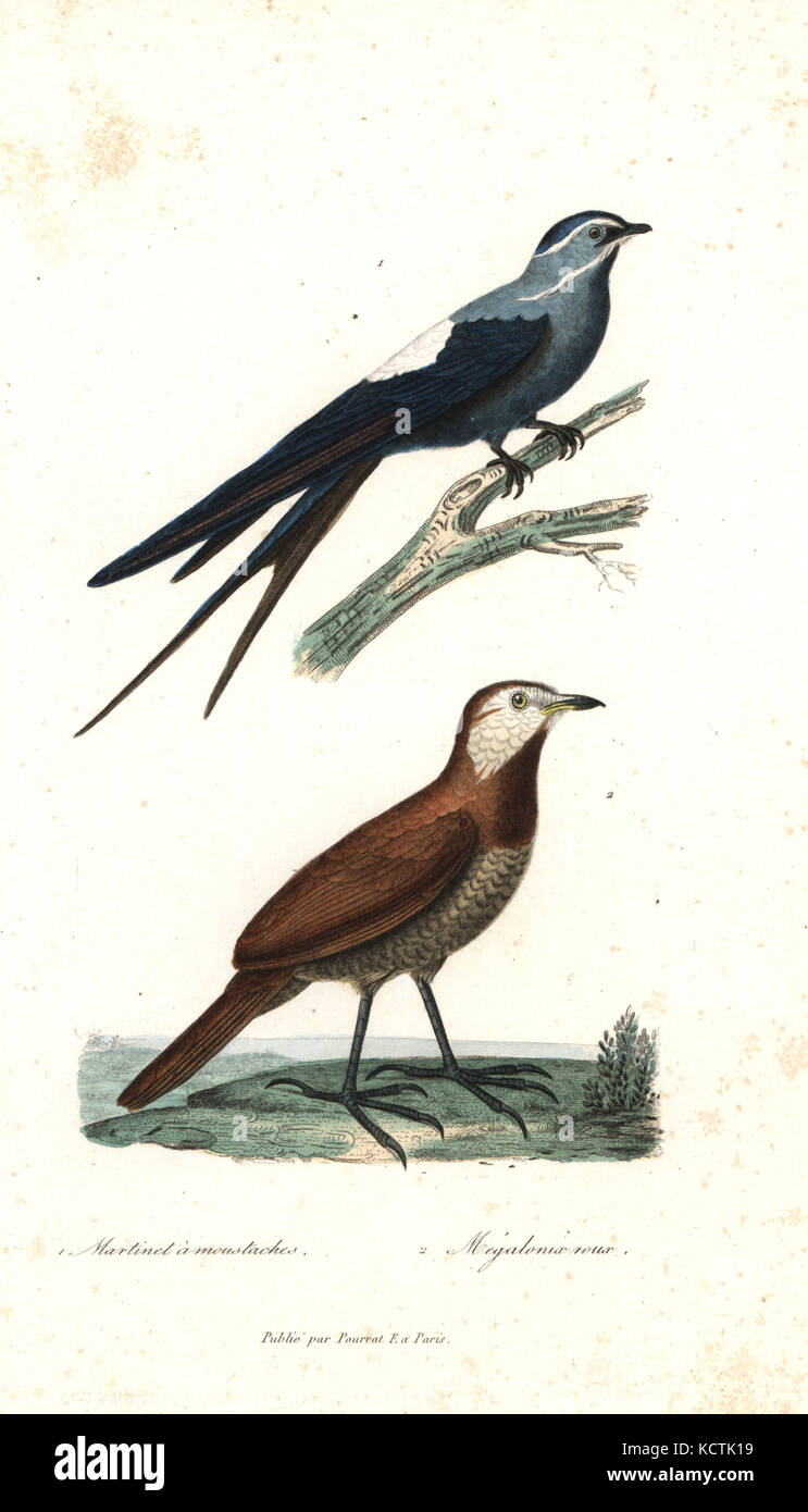 Moustached treeswift, Hemiprocne mystacea, and moustached turca ...