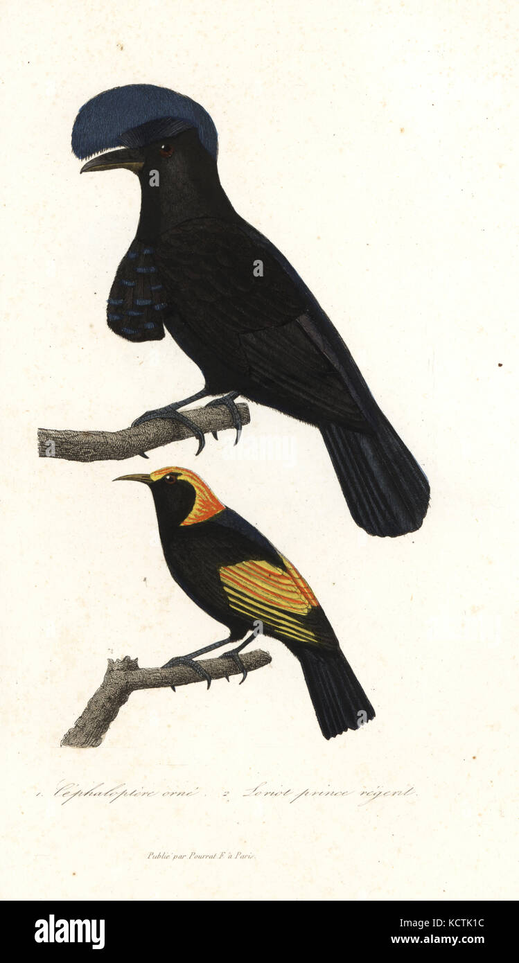 Amazonian umbrellabird, Cephalopterus ornatus, and regent bowerbird ...