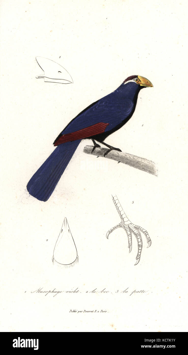 Violaceous turaco hi-res stock photography and images - Alamy
