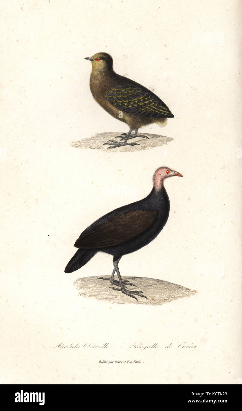 Alecthelia urvillii (believed to be a juvenile dusky scrubfowl ...