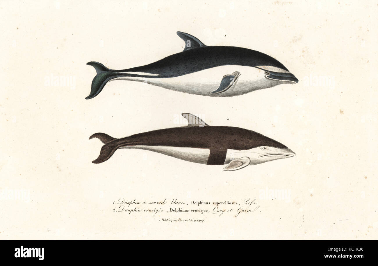 Dusky dolphin, Lagenorhynchus obscurus, and hourglass dolphin ...