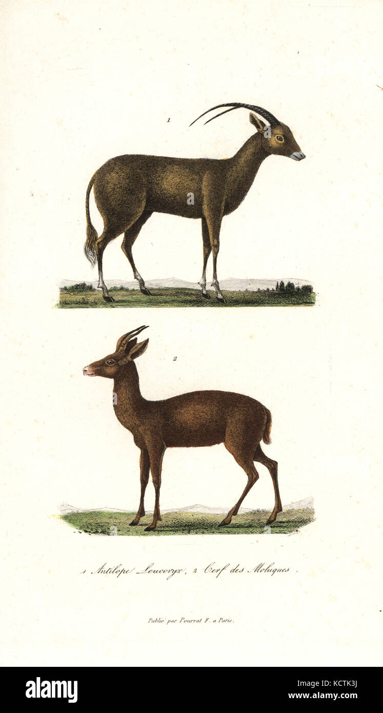 Sunda sambar deer hi-res stock photography and images - Alamy