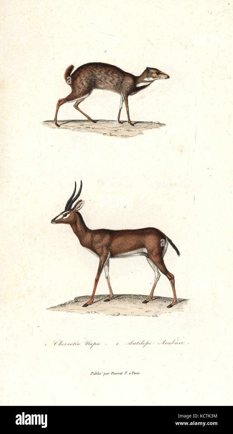 Greater mouse-deer or napu, Tragulus napu, and Arabian gazelle, Gazella ...