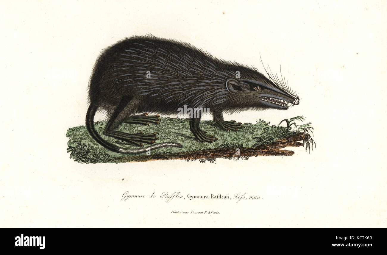 Moonrat, Echinosorex gymnura. Raffles' moonrat. Handcoloured ...