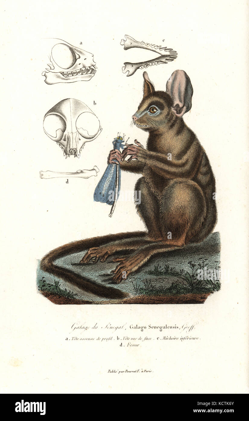 Senegal bushbaby, Galago senegalensis. Handcoloured copperplate ...