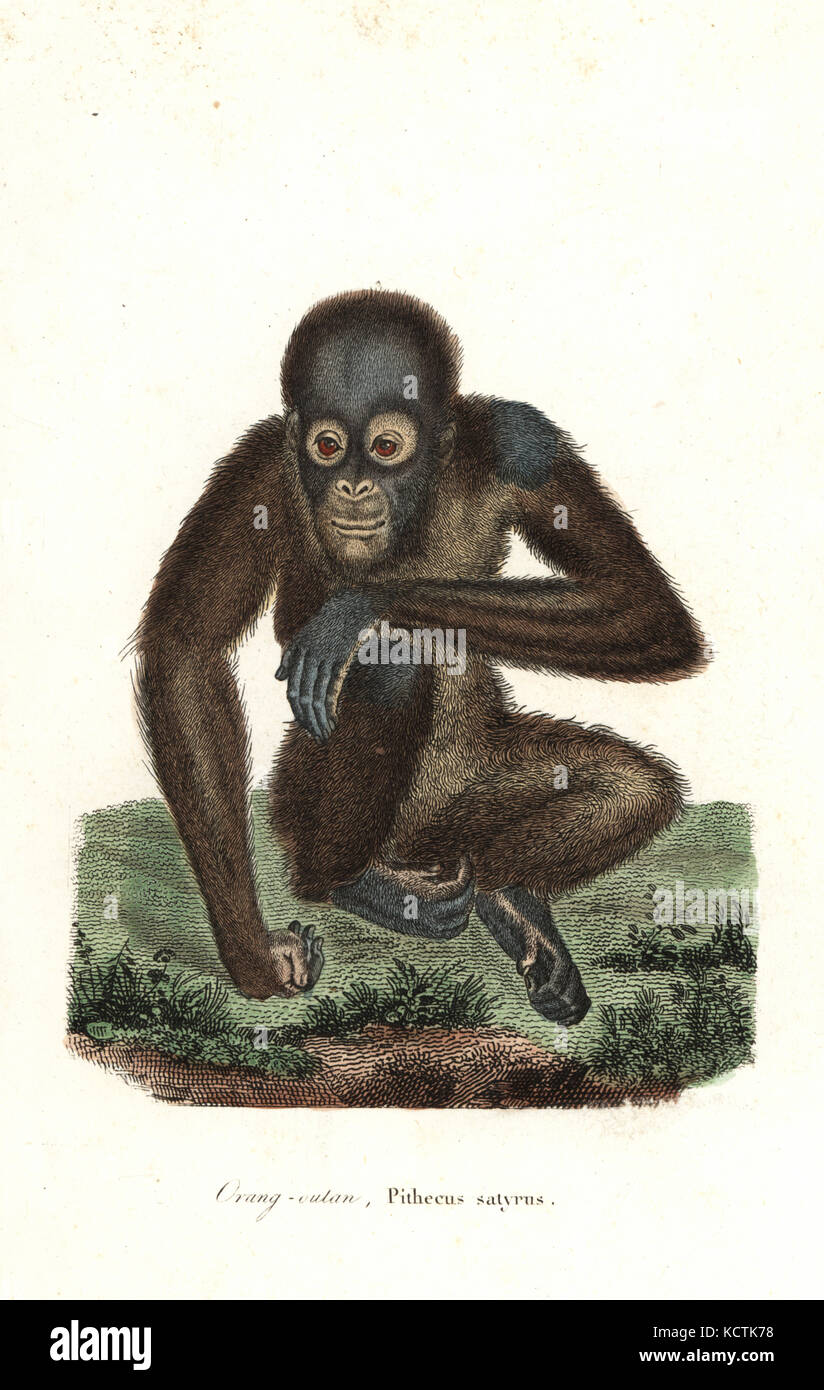 Bornean orangutan, Pongo pygmaeus. Endangered. (Orangutan, Pithecus ...