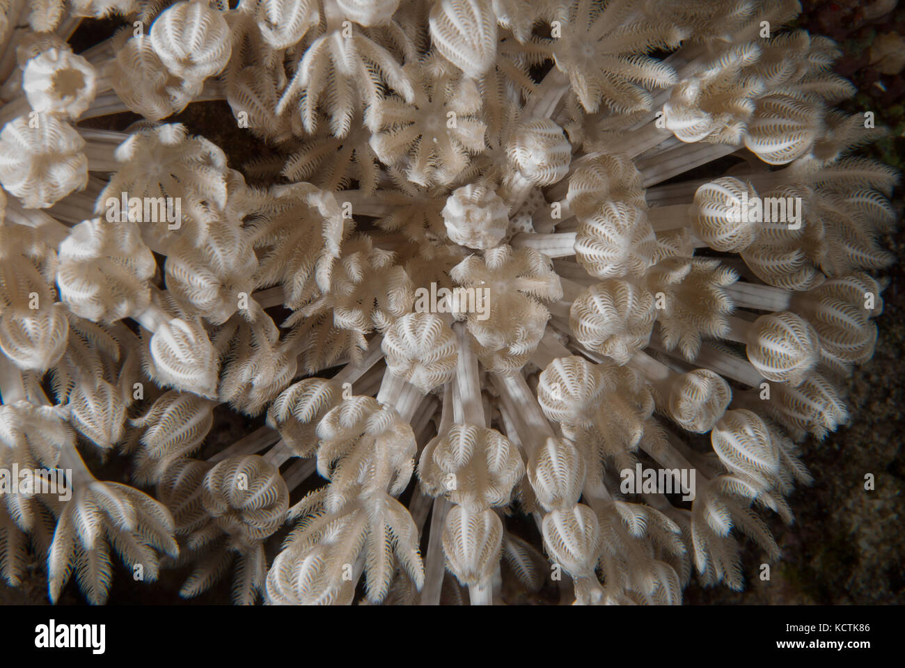Punping xenia hi-res stock photography and images - Alamy