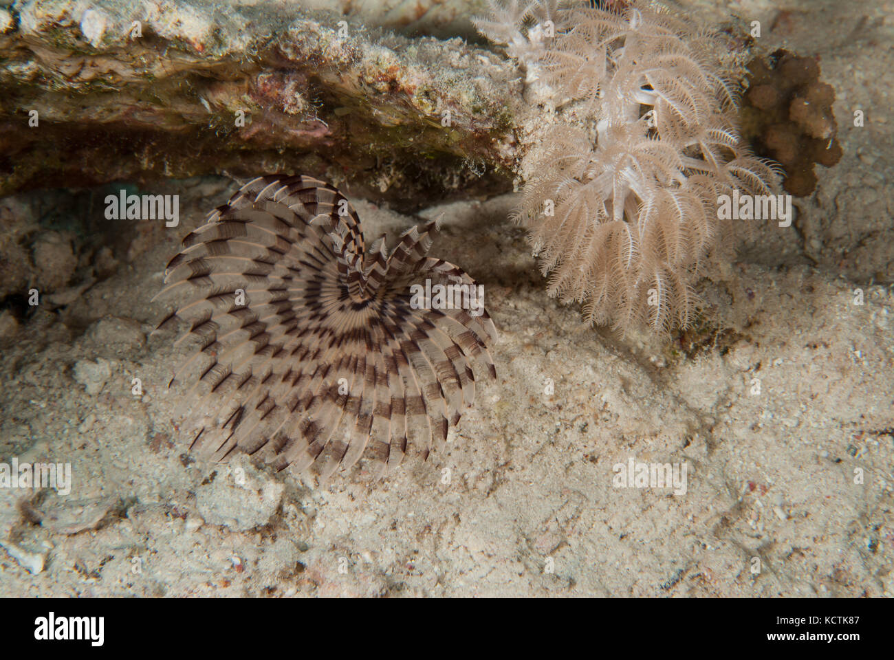 Feader Duster Worm,Sabellasterte sp., Sabellidae, Sharm el-Sheikh, Red ...