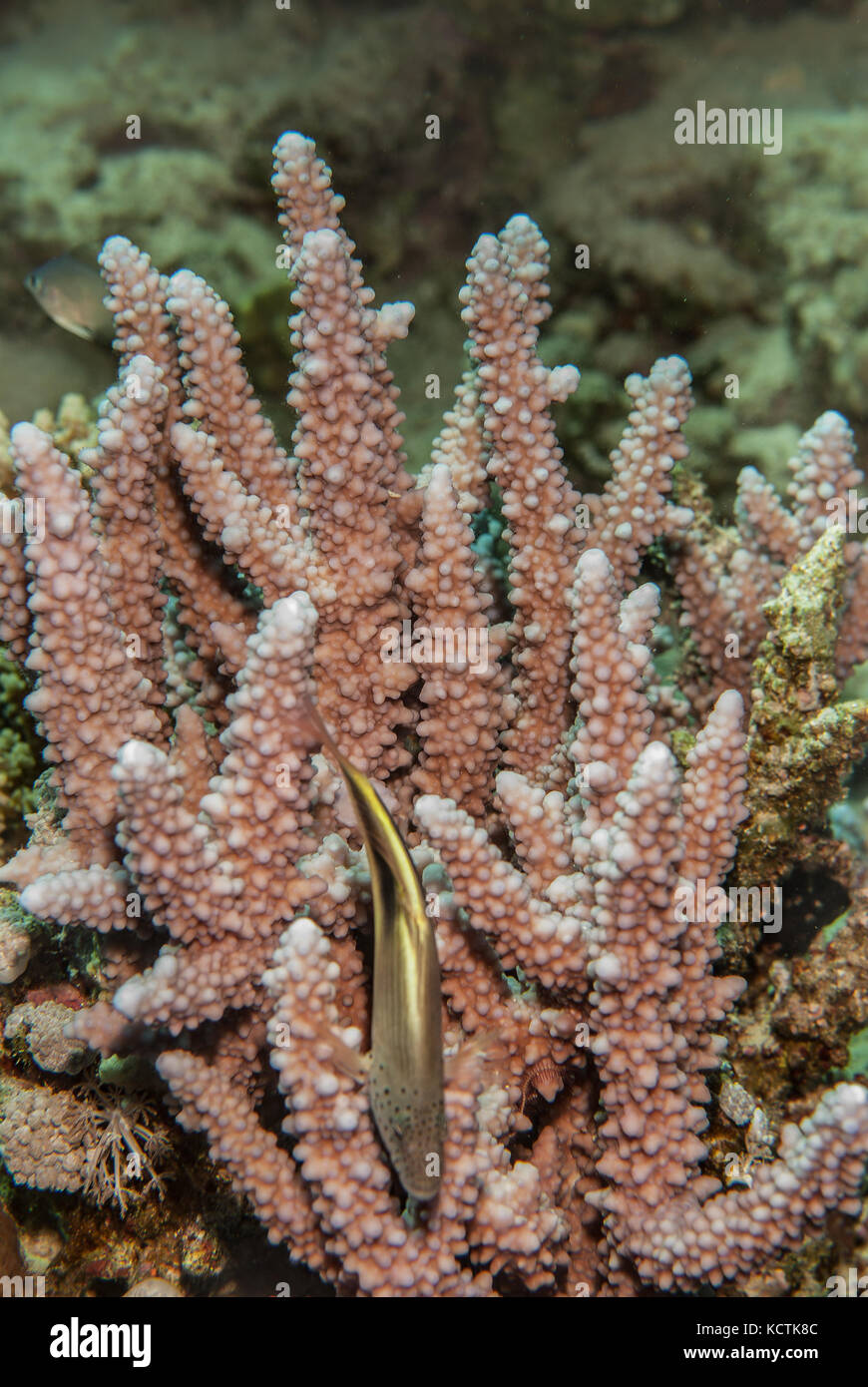 Acropora hemprichii, Acroporidae, Sharm el Sheikh, Red Sea, Egypt Stock ...