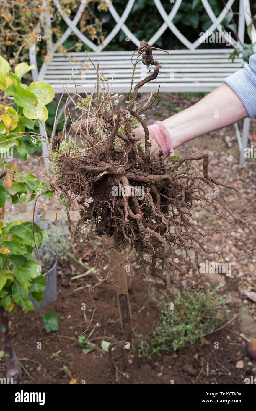 Origanum vulgare. Gardener with the roots of an oregano plant after ...
