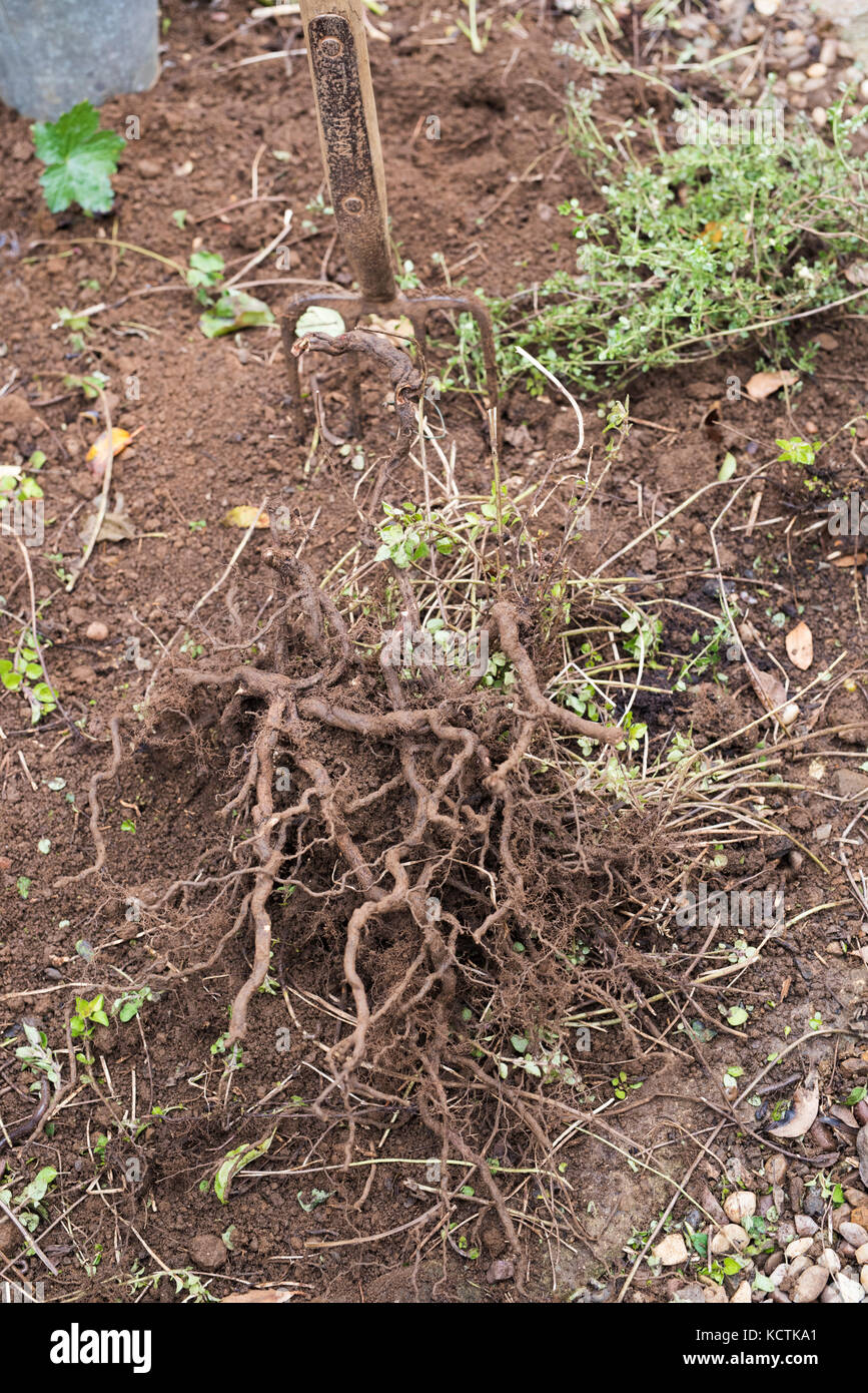 Oregano plant hi-res stock photography and images - Alamy