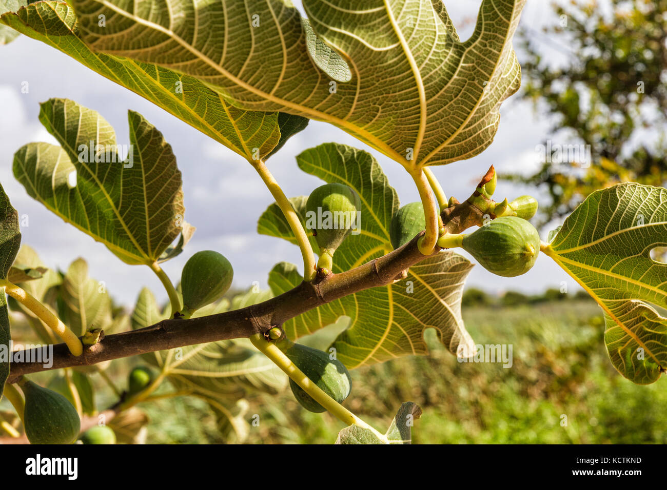 detail of fig tree with green fruits in summer Stock Photo - Alamy