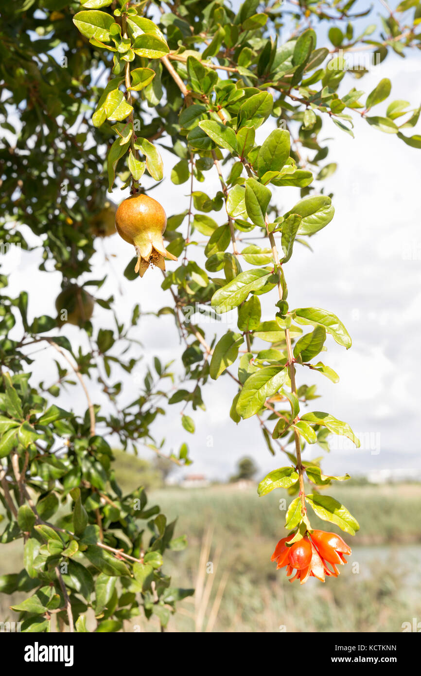 red pomegranate growing in the tree in summer Stock Photo - Alamy