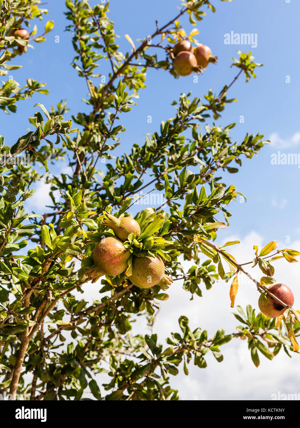 Grenadine fruit hi-res stock photography and images - Alamy