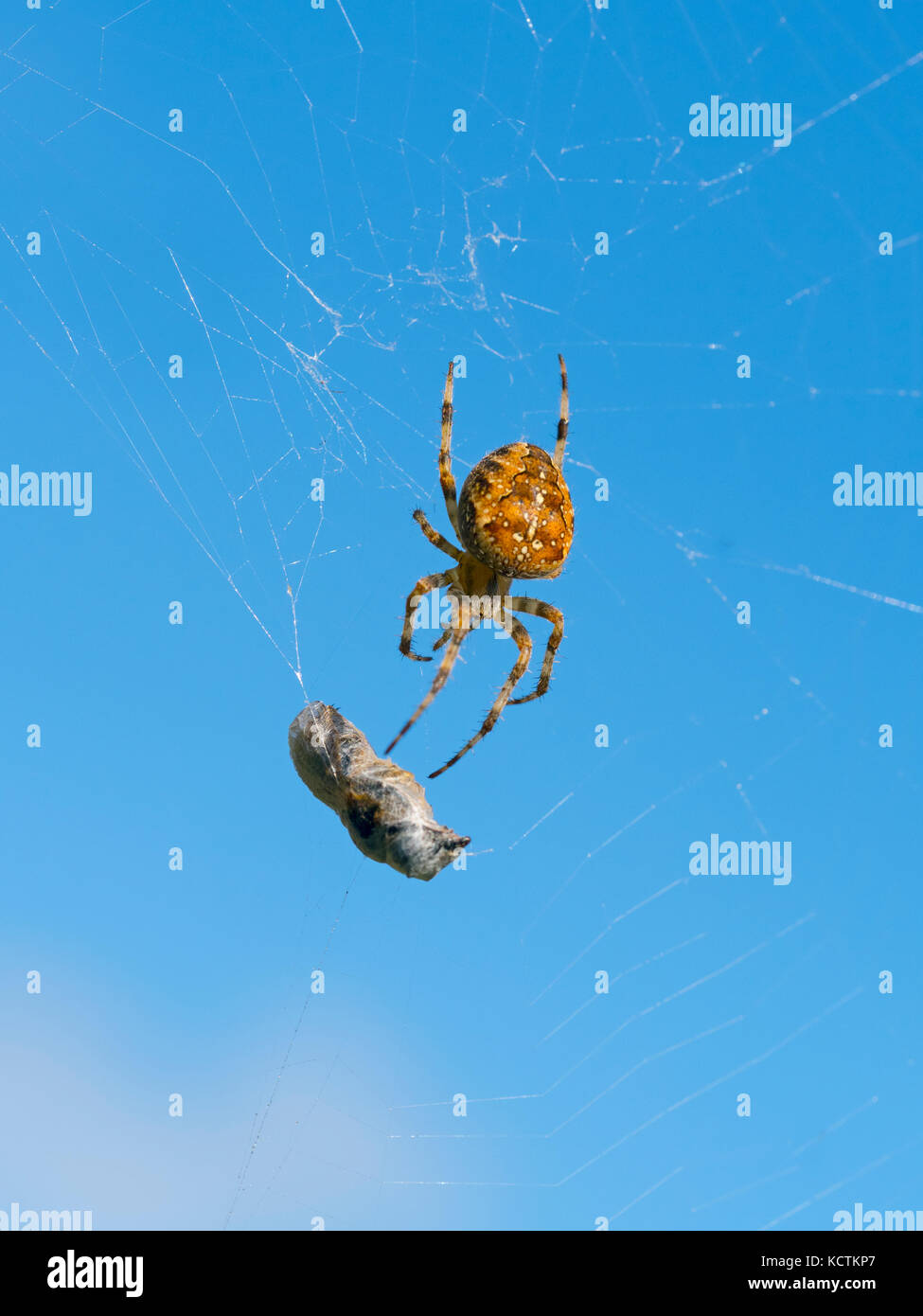 Four-spot orb-weaver spider Araneus quadratus with prey Stock Photo - Alamy
