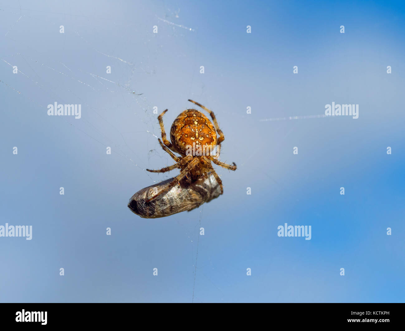 Four-spot orb-weaver spider Araneus quadratus with prey Stock Photo - Alamy