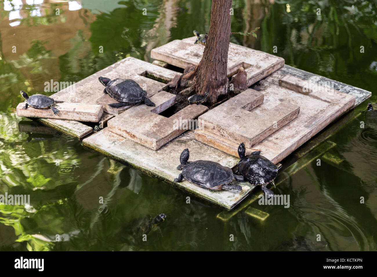 European pond turtle european pond tortoise emys orbicularis hi-res ...