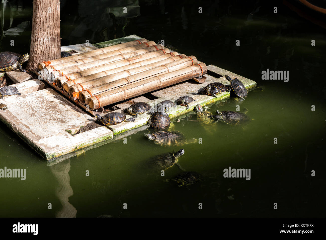 European pond resting on a platform in the lake. Emys orbicularis Stock ...