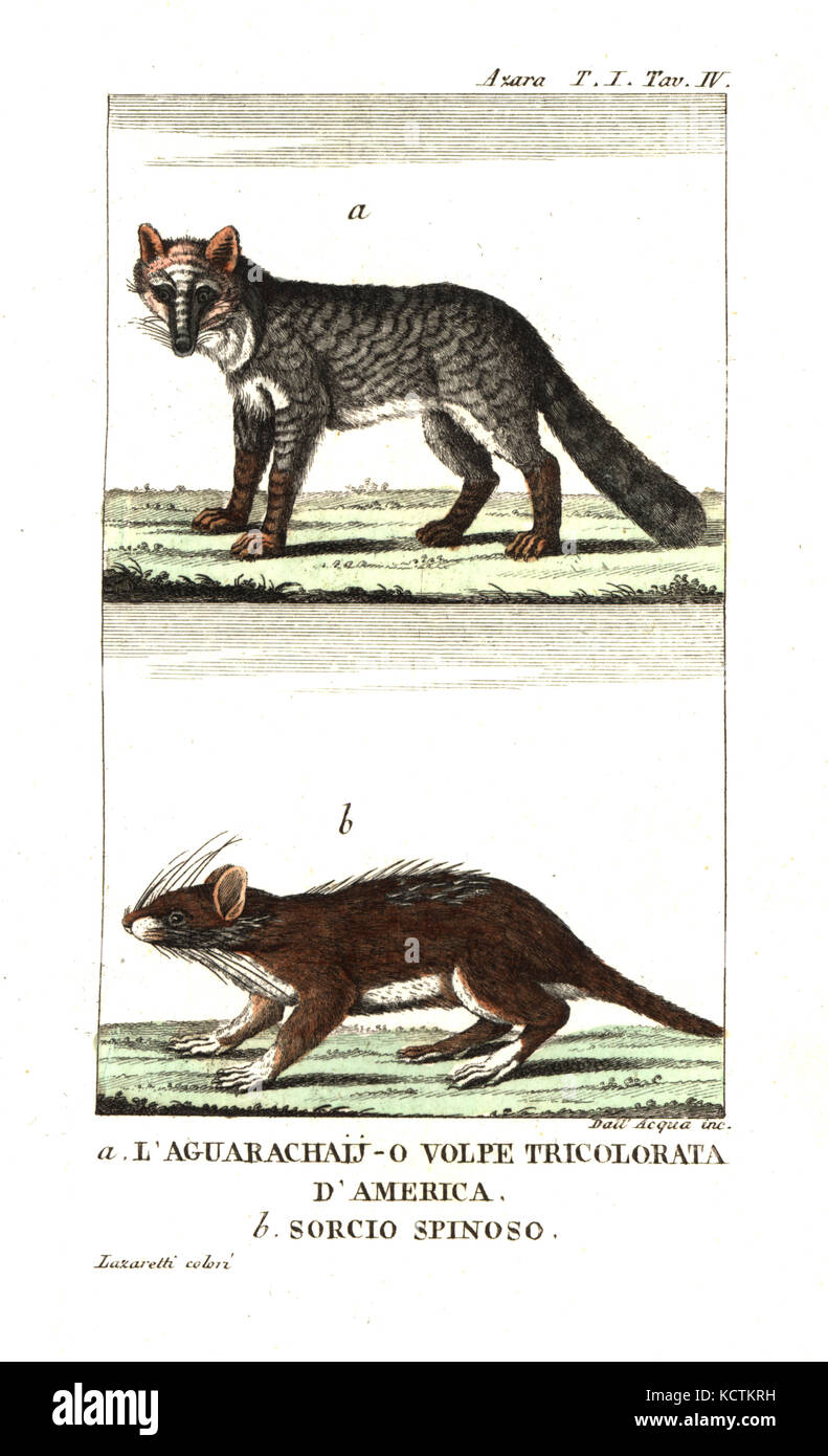 Pampas fox or aguarachay, Lycalopex gymnocercus, and spiny rat or ...