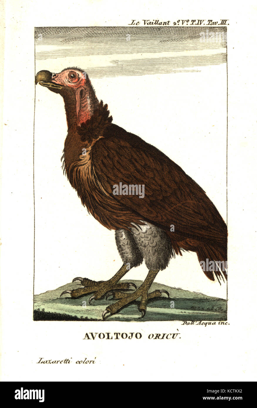 Lappet-faced vulture or Nubian vulture, Torgos tracheliotos (endangered ...