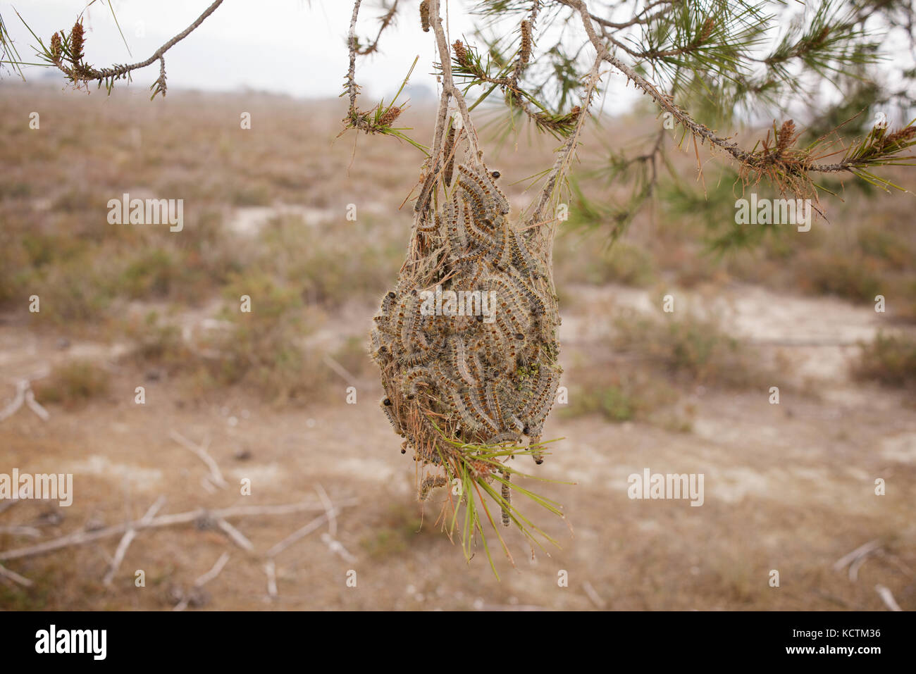 Caterpillar nest hi-res stock photography and images - Alamy