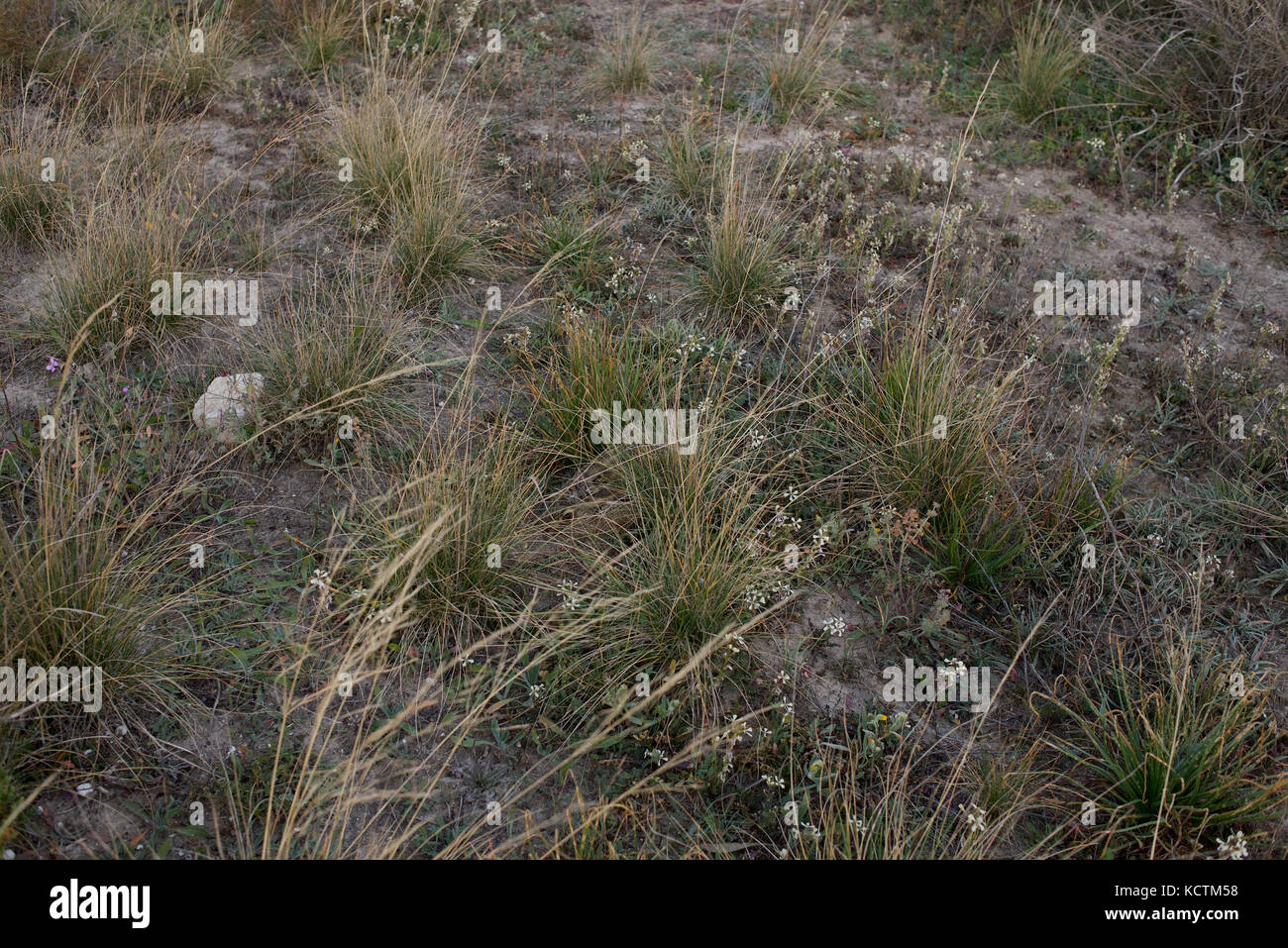 Hiding in grasses hi-res stock photography and images - Alamy