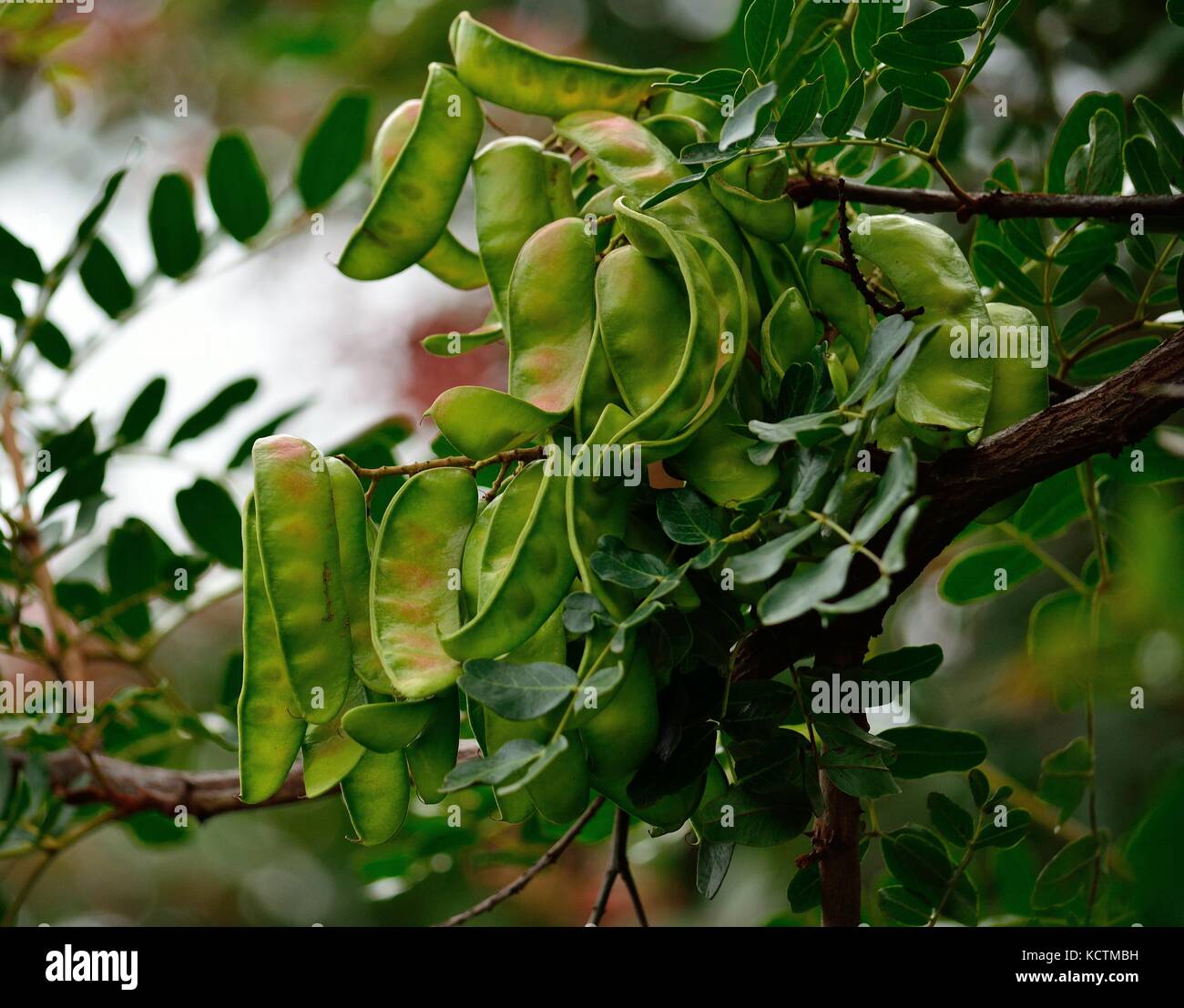 Green fruits of carob tree on the branch Stock Photo - Alamy