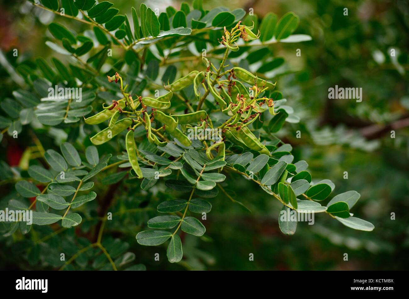 Branches of carob tree with small green fruits Stock Photo - Alamy