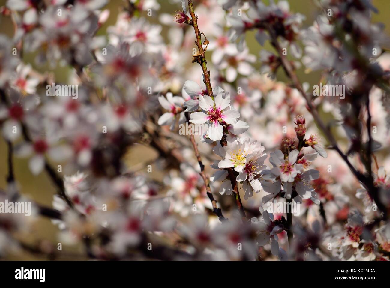 Isolated branch of almond tree in full bloom Stock Photo - Alamy