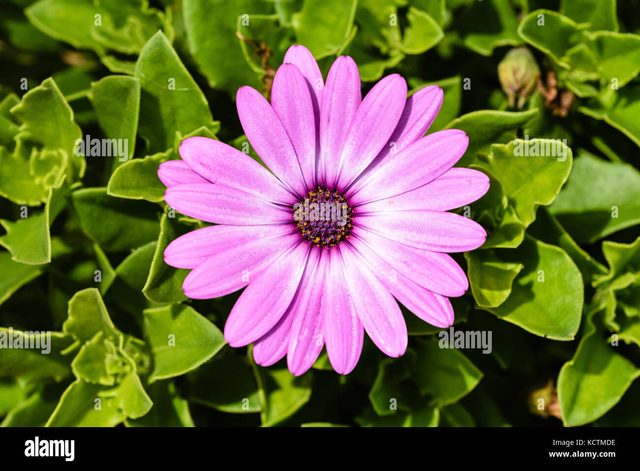 Vibrant open pink purple flower Stock Photo - Alamy