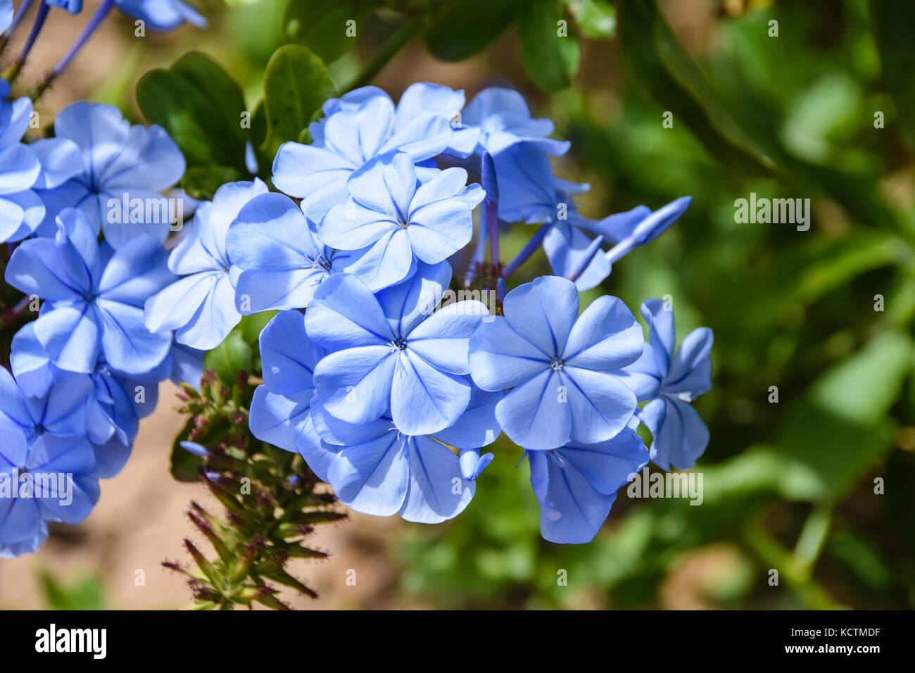 Blooming blue flower Stock Photo - Alamy