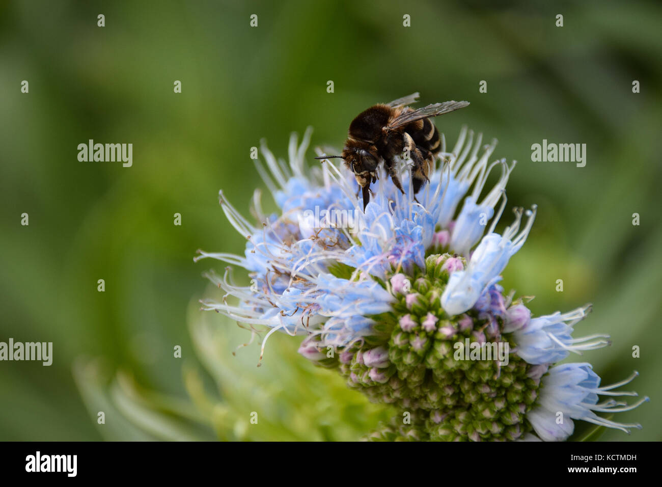 Banded bee collecting pollen on blue echium flower Stock Photo - Alamy