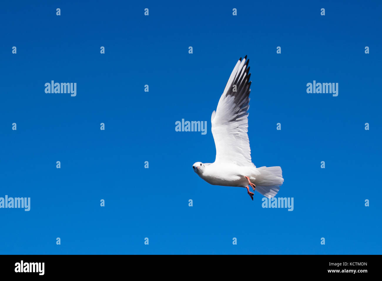 Seagull in flight looking at the camera Stock Photo - Alamy